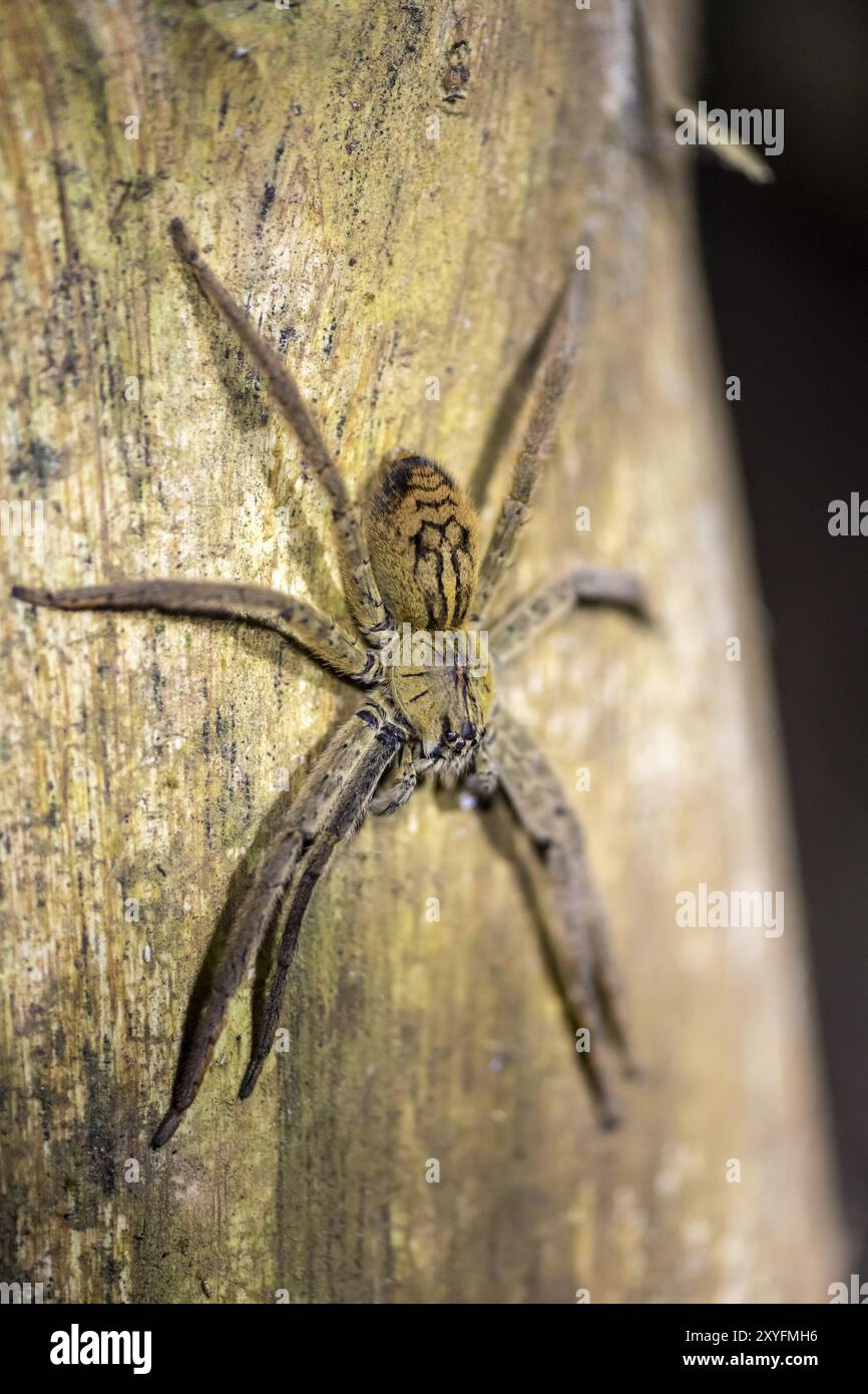 Blue Banana Spider