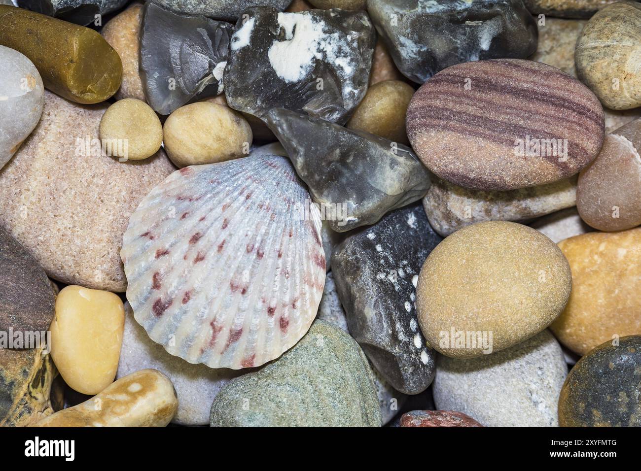 Various bivalve shells hi-res stock photography and images - Alamy