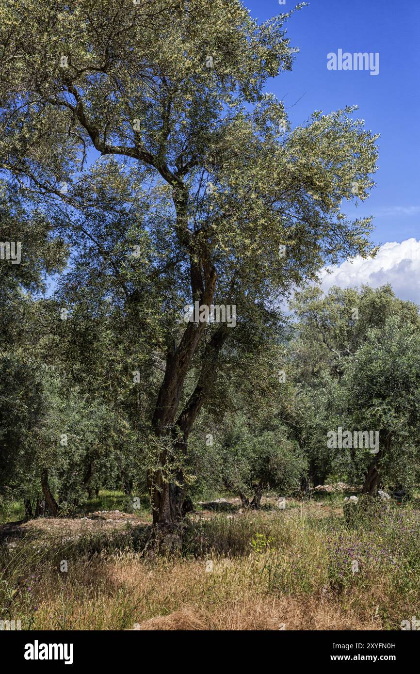 Olive trees on Corfu, Greece, Europe Stock Photo - Alamy
