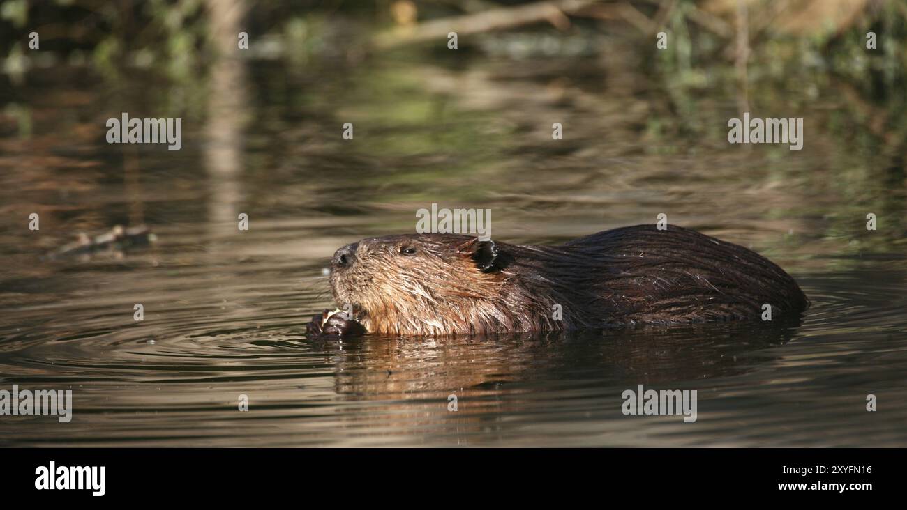 North American Beaver (Castor canadensis Stock Photo - Alamy