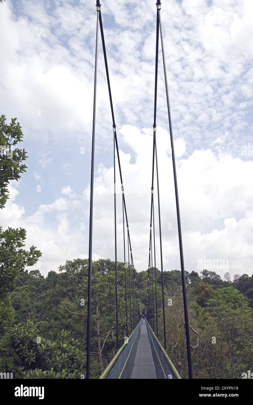 Canopy walk trough the rainforest Stock Photo - Alamy