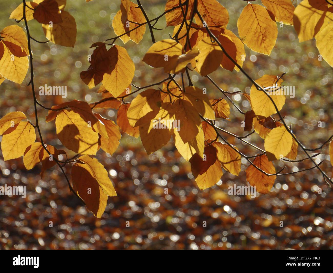Beech coloured floor hi-res stock photography and images - Alamy