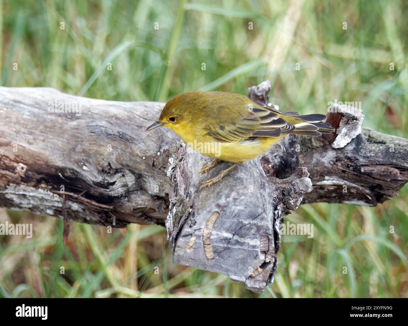 mangrove warbler, Paruline des mangroves, Setophaga petechia aureola ...