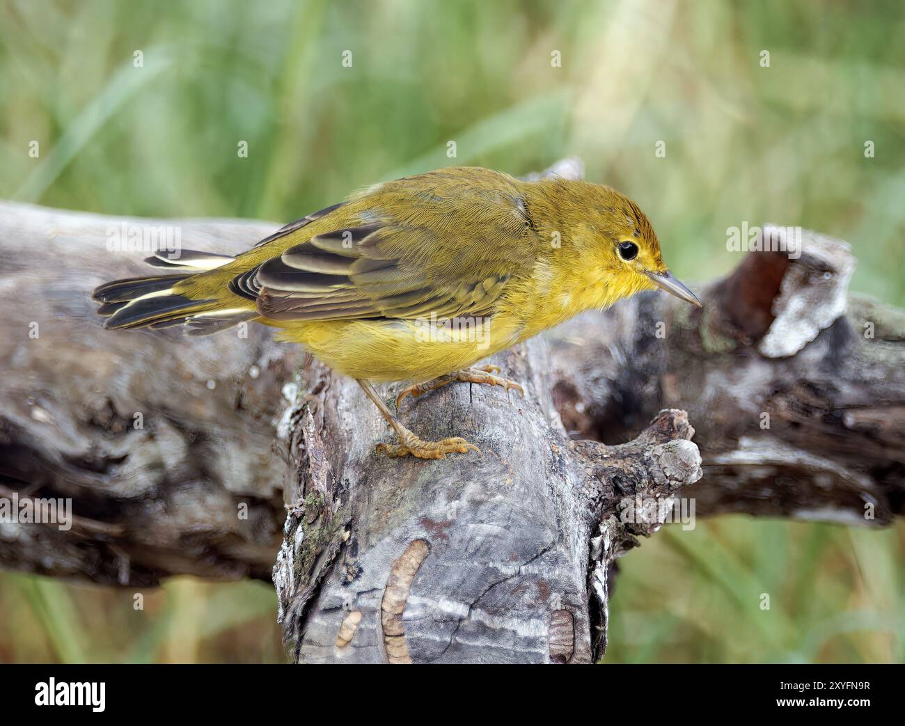 mangrove warbler, Paruline des mangroves, Setophaga petechia aureola ...