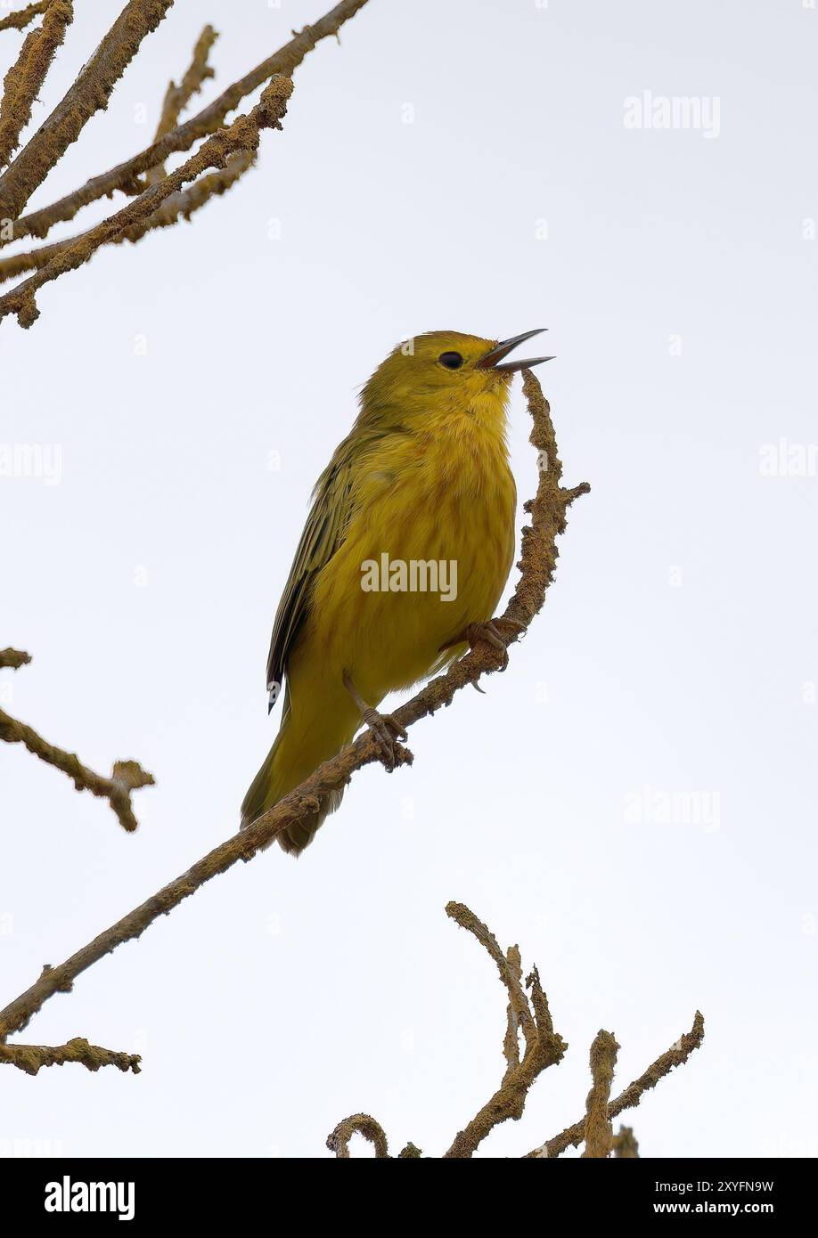 mangrove warbler, Paruline des mangroves, Setophaga petechia aureola ...