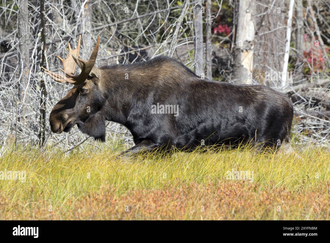 Bull moose in Algonquin Provincial Park in Canada Stock Photo - Alamy