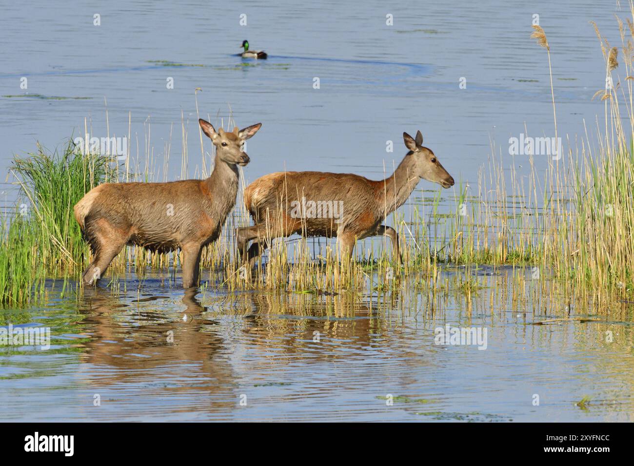 Rotwild ueberquert einen See, Male and female red deer in a lake Stock ...