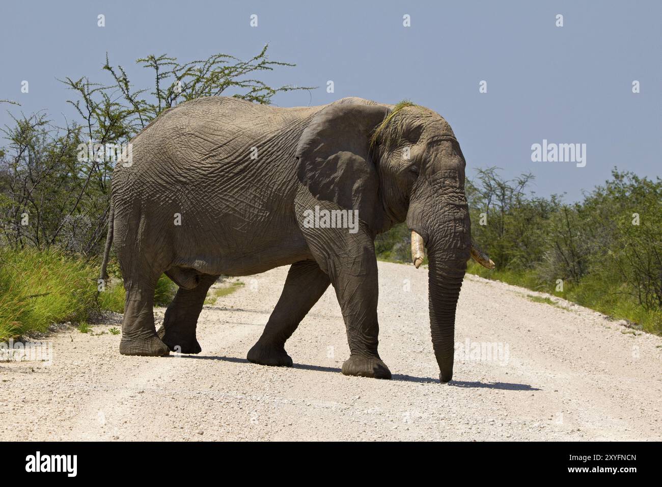Bull elephants etosha np hi-res stock photography and images - Alamy
