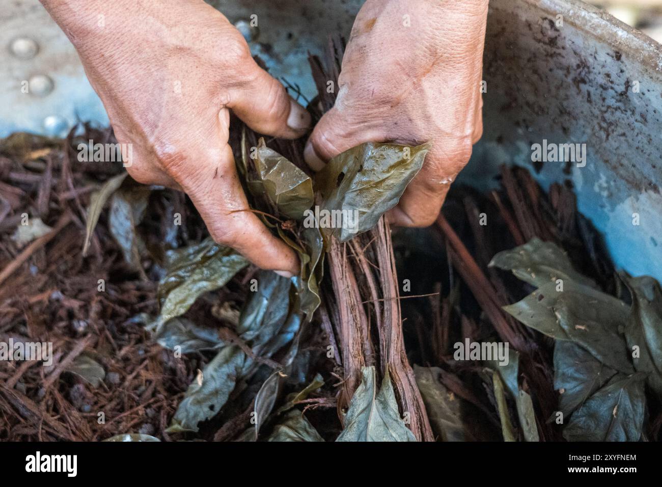 An Indigenous Peruvian Shaman Prepares Ayahuasca for Ceremony Stock ...