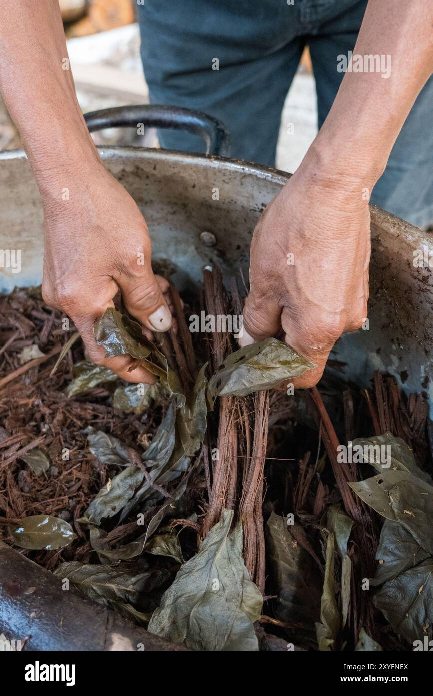 An Indigenous Peruvian Shaman Prepares Ayahuasca for Ceremony Stock ...