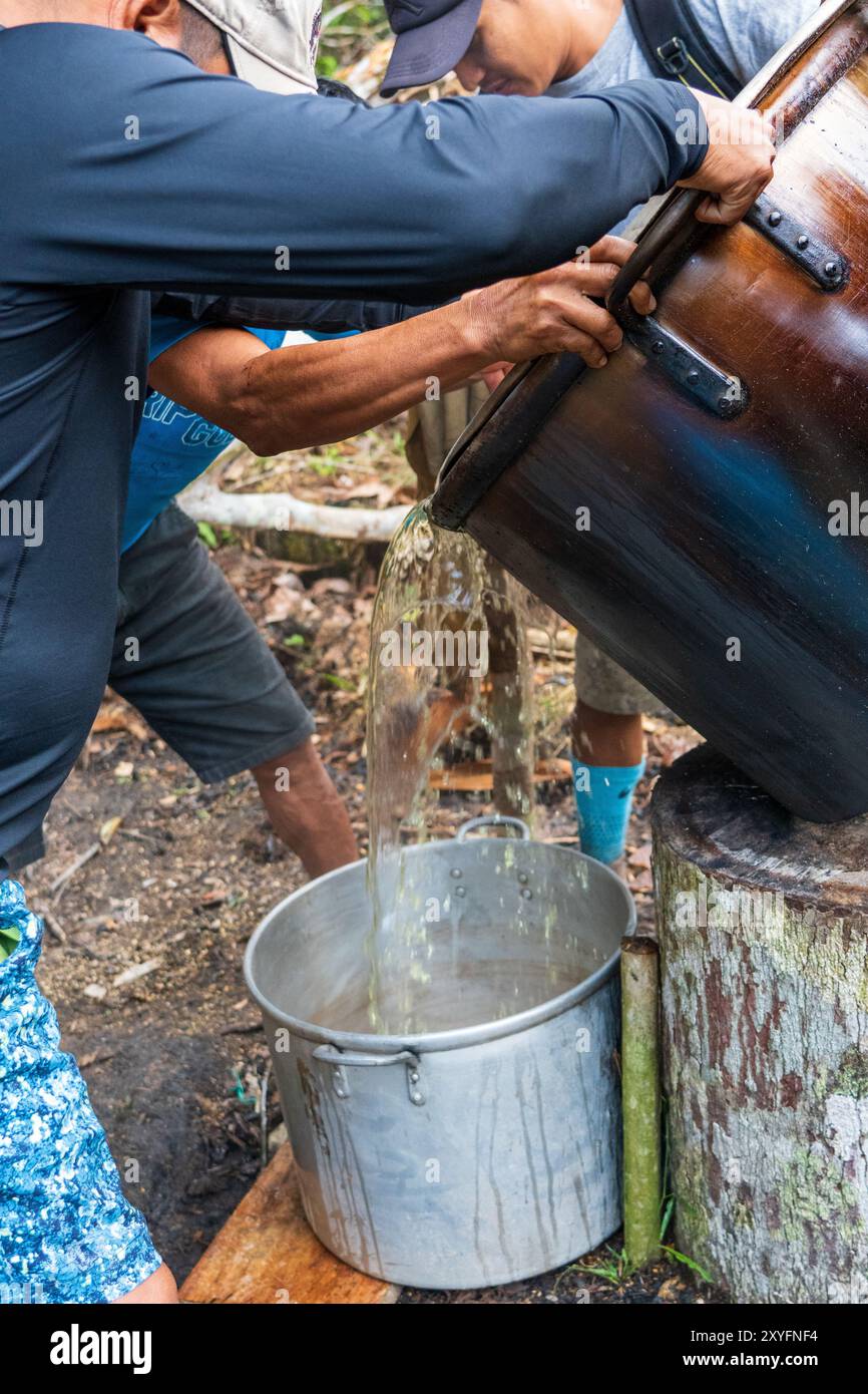 An Indigenous Peruvian Shaman Prepares Ayahuasca for Ceremony Stock ...