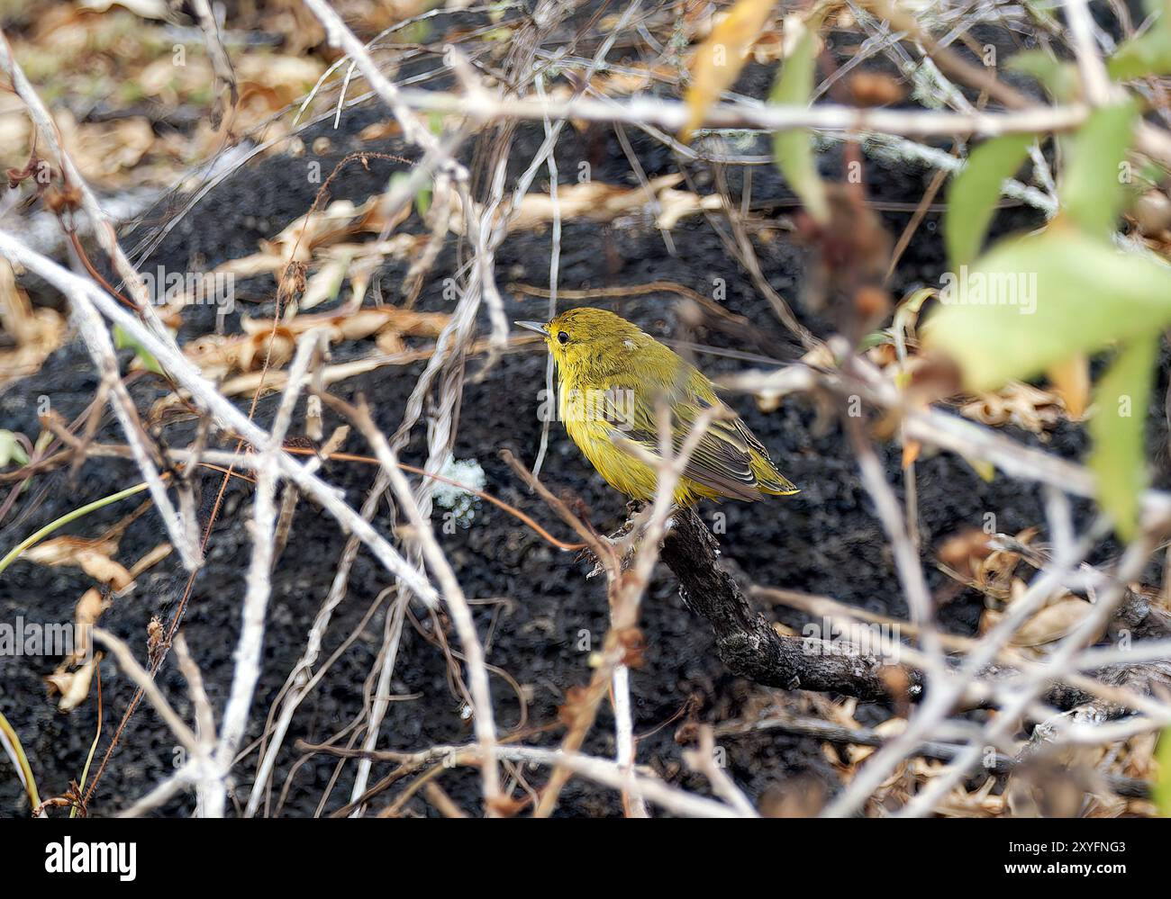 mangrove warbler, Paruline des mangroves, Setophaga petechia aureola ...