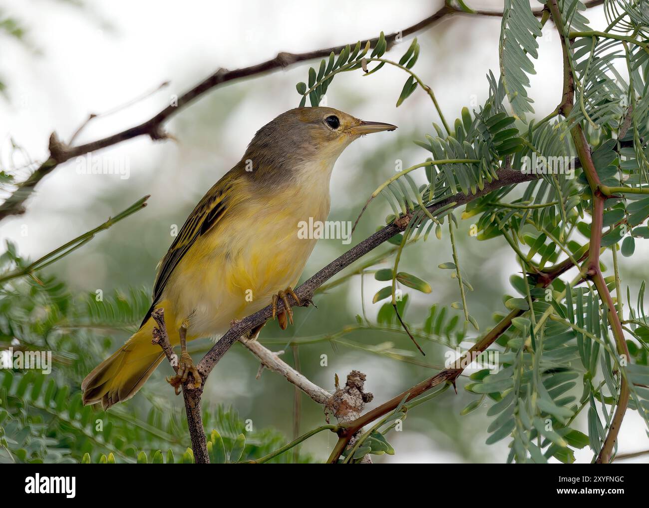 mangrove warbler, Paruline des mangroves, Setophaga petechia aureola ...