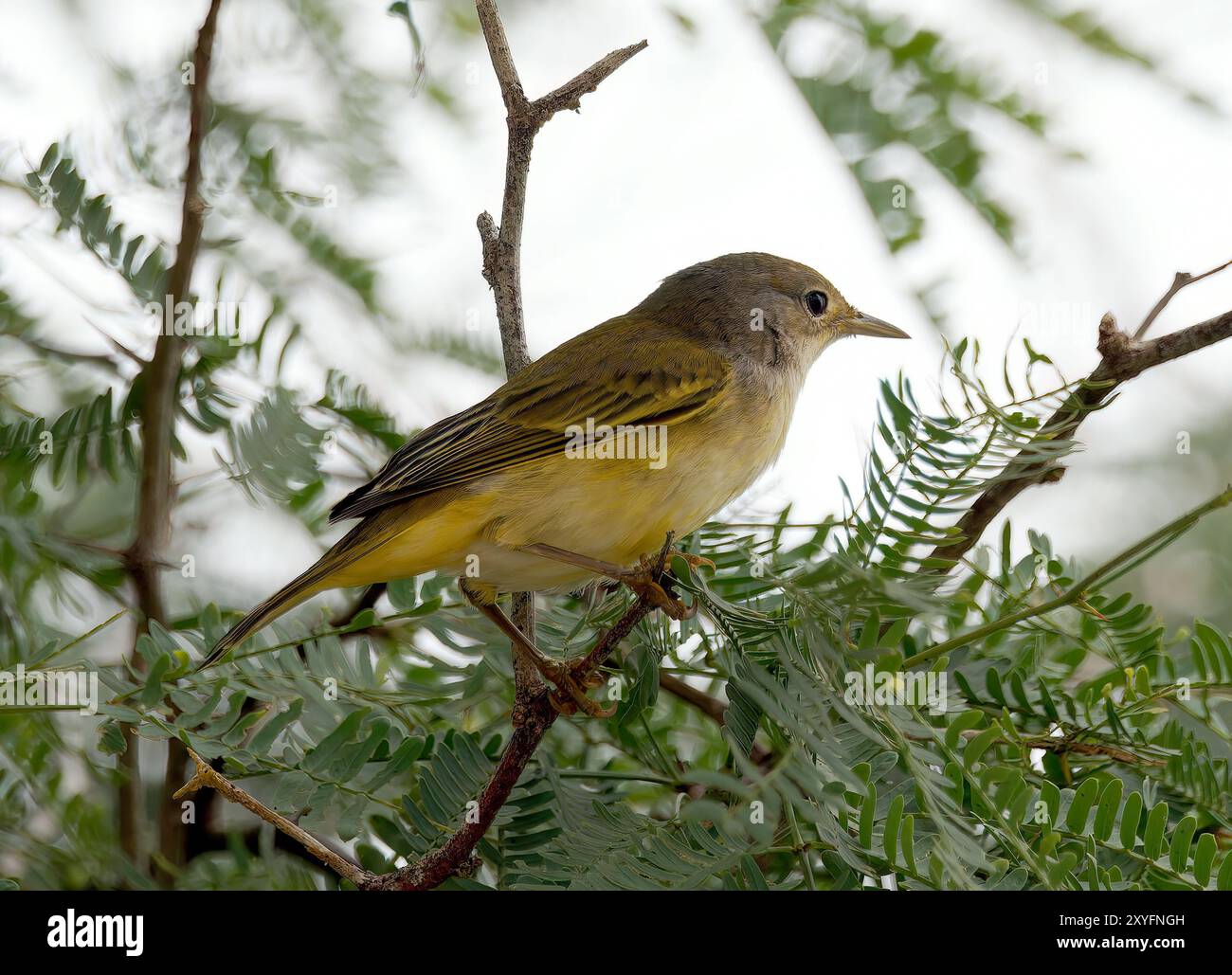 mangrove warbler, Paruline des mangroves, Setophaga petechia aureola ...