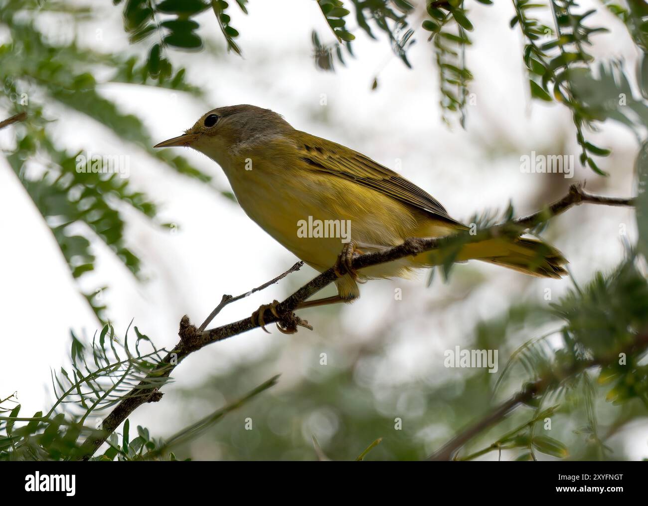 mangrove warbler, Paruline des mangroves, Setophaga petechia aureola ...