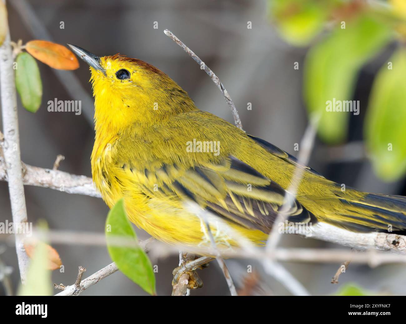 mangrove warbler, Paruline des mangroves, Setophaga petechia aureola ...