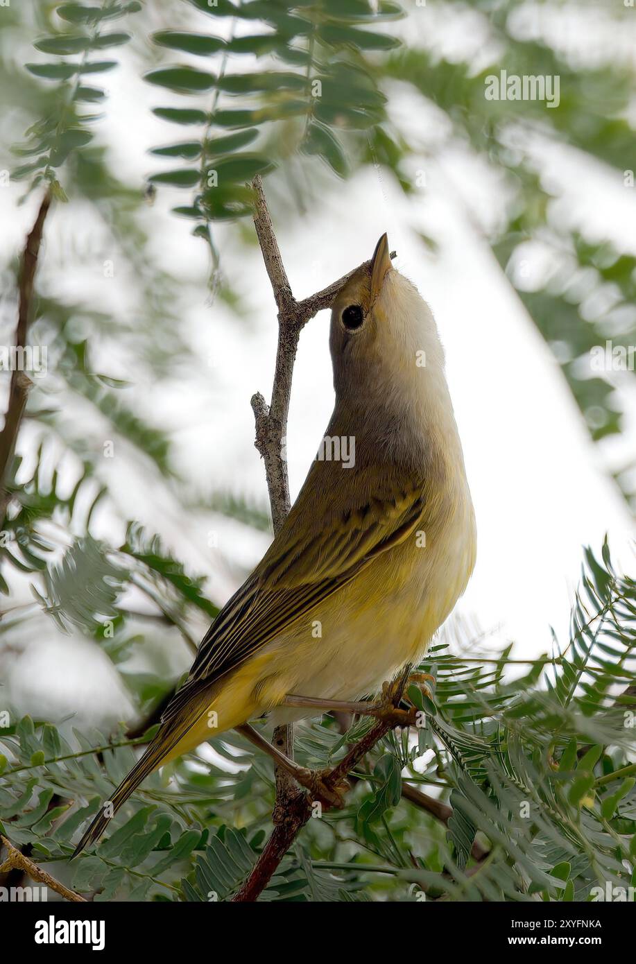 mangrove warbler, Paruline des mangroves, Setophaga petechia aureola ...
