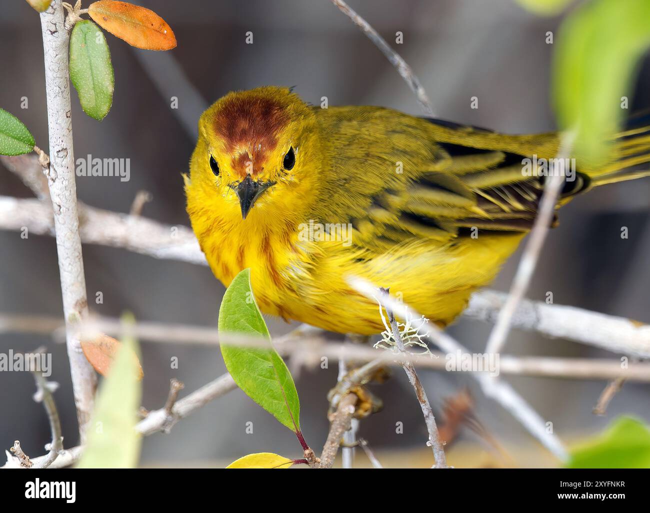 mangrove warbler, Paruline des mangroves, Setophaga petechia aureola ...