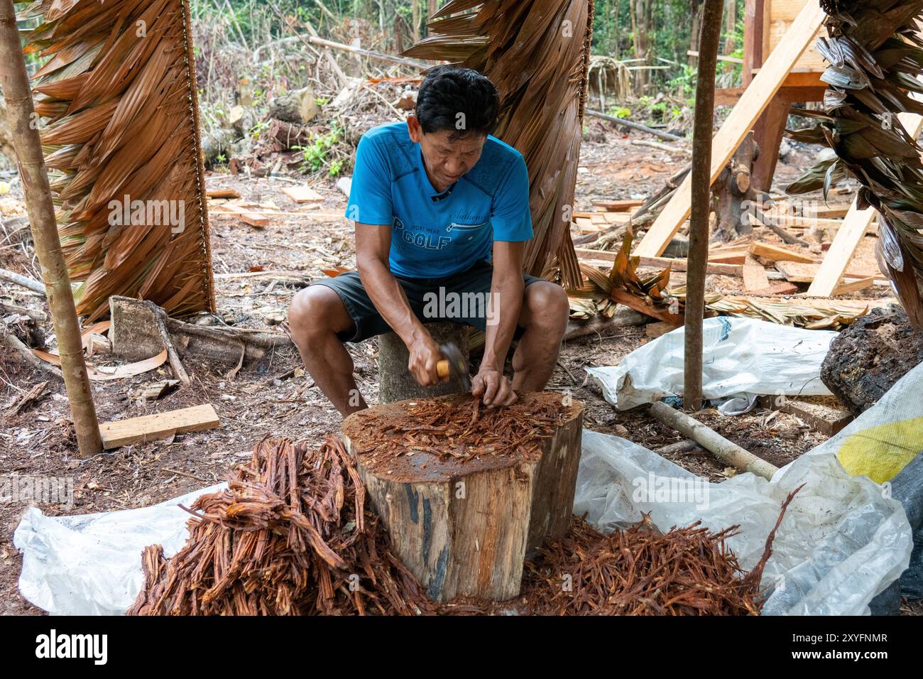 An Indigenous Peruvian Shaman Prepares Ayahuasca for Ceremony Stock ...