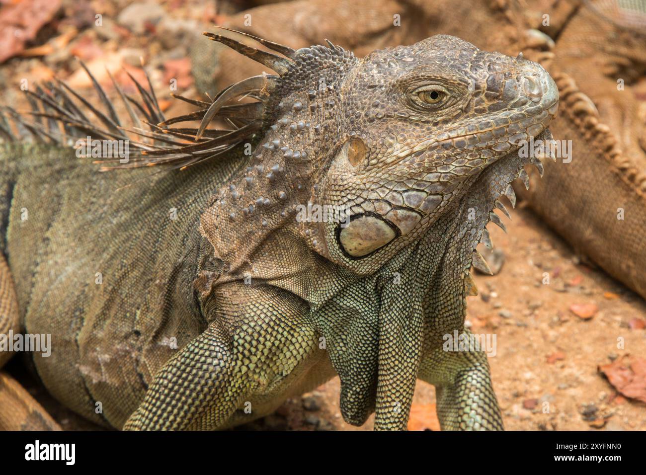 Iguana on Roatan Island, Honduras Stock Photo - Alamy