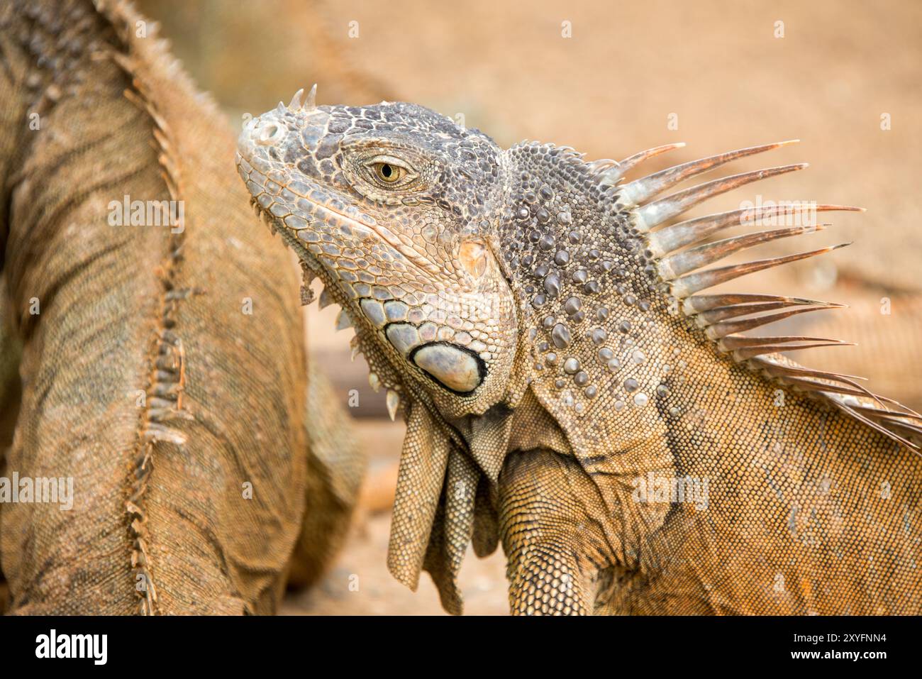 Iguana on Roatan Island, Honduras Stock Photo - Alamy