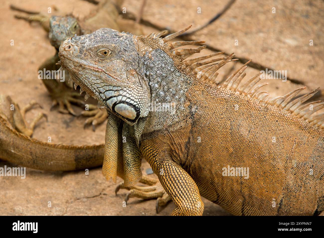 Iguana on Roatan Island, Honduras Stock Photo - Alamy
