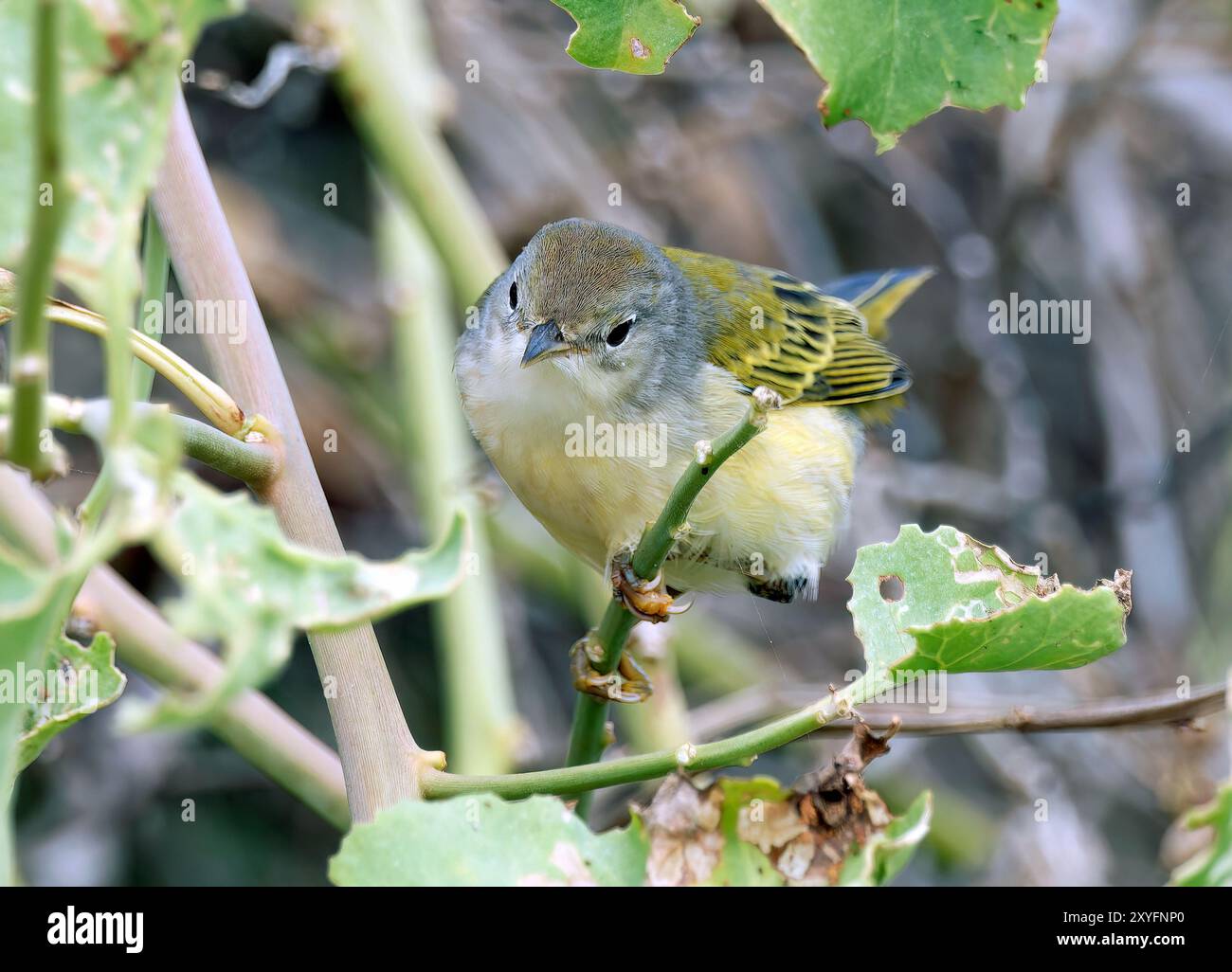 mangrove warbler, Paruline des mangroves, Setophaga petechia aureola ...