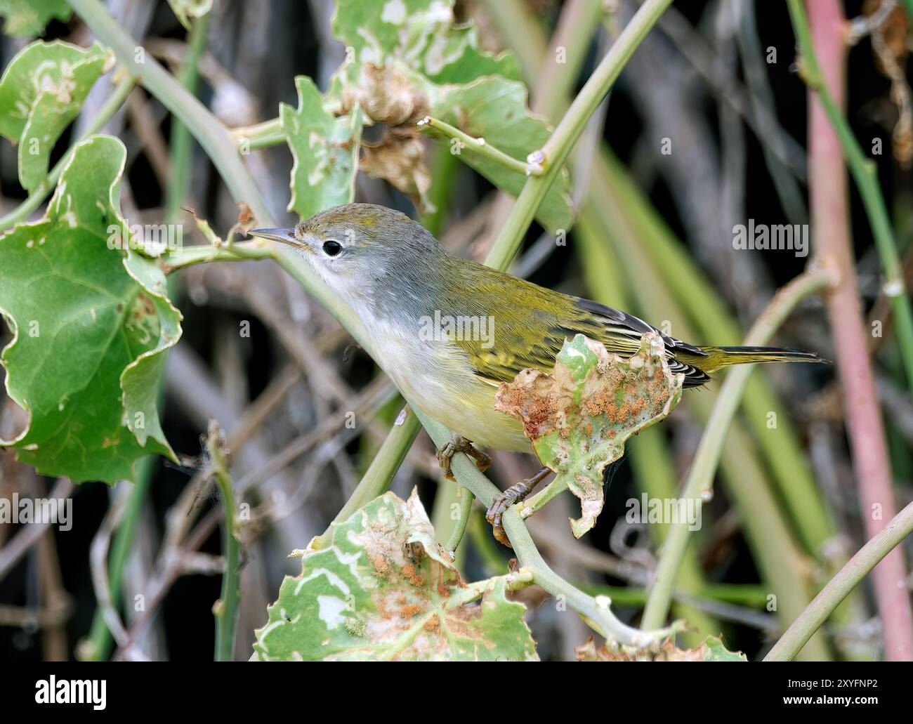 mangrove warbler, Paruline des mangroves, Setophaga petechia aureola ...