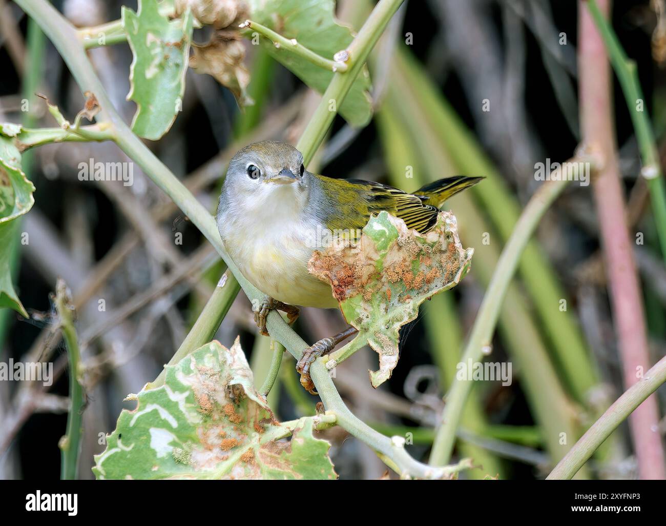 mangrove warbler, Paruline des mangroves, Setophaga petechia aureola ...