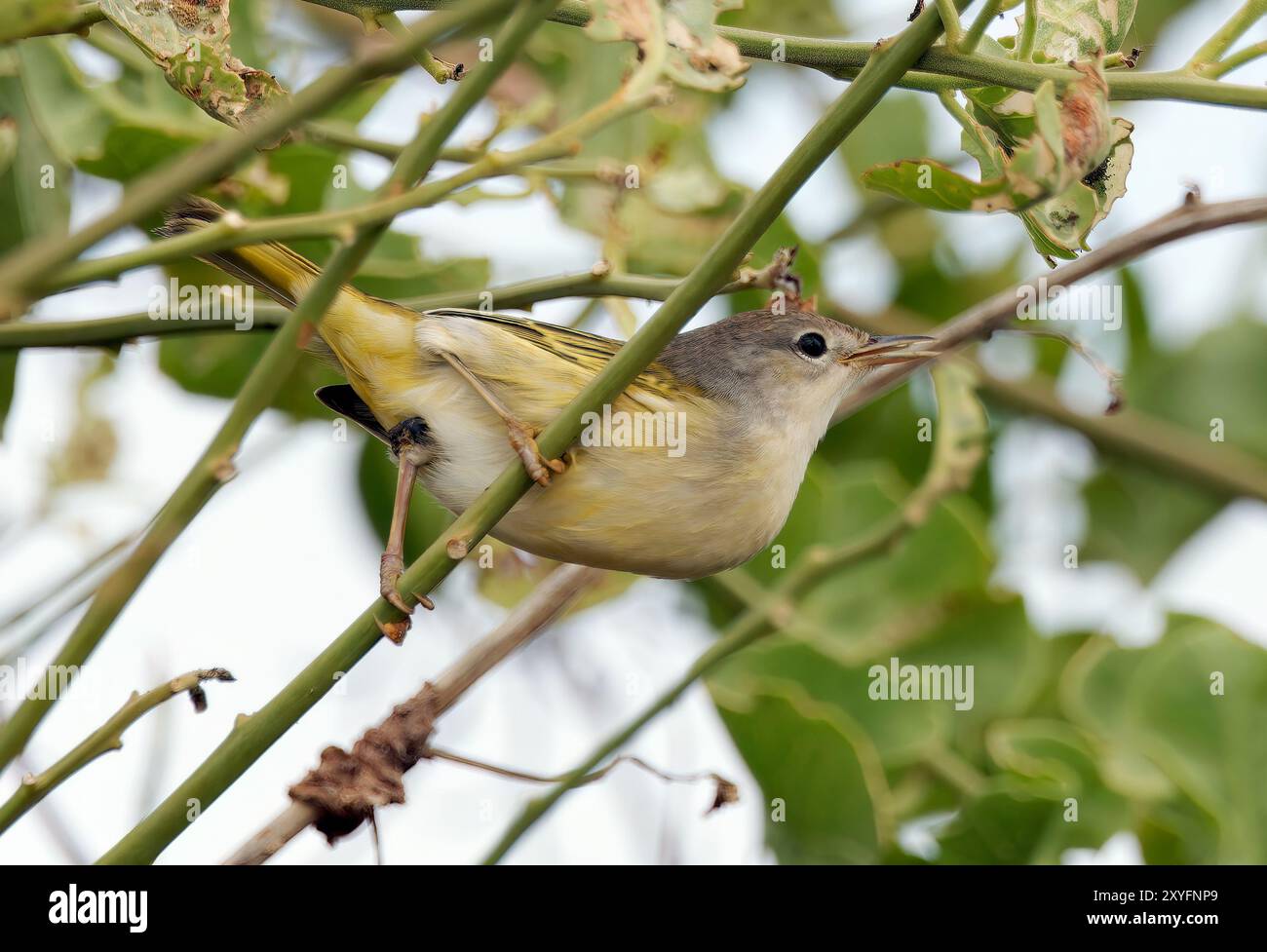 mangrove warbler, Paruline des mangroves, Setophaga petechia aureola ...