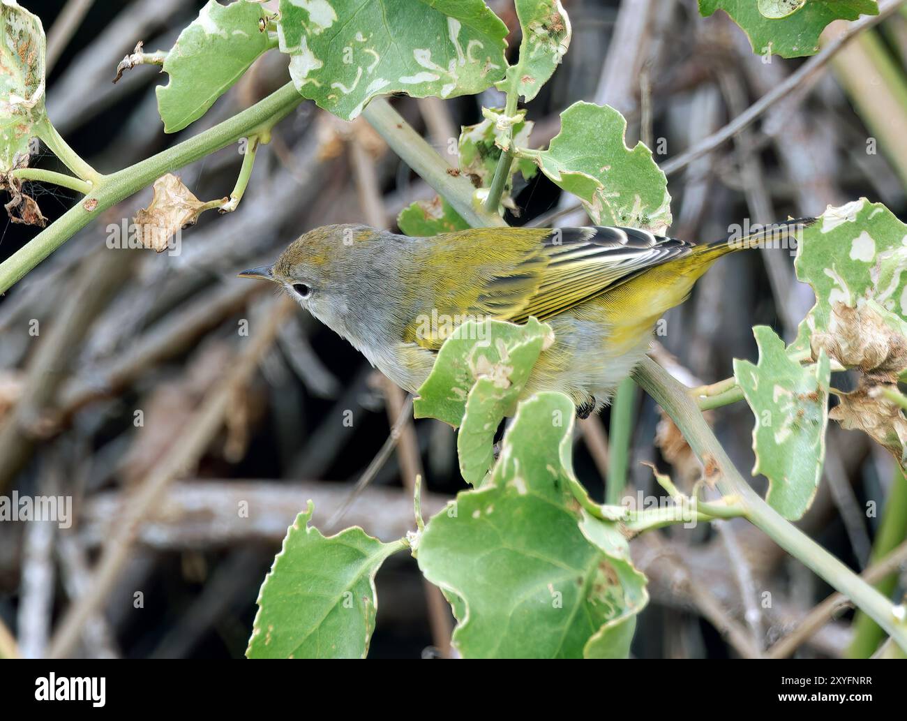 mangrove warbler, Paruline des mangroves, Setophaga petechia aureola ...