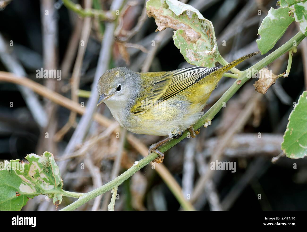 mangrove warbler, Paruline des mangroves, Setophaga petechia aureola ...