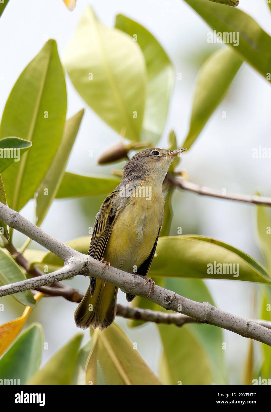 mangrove warbler, Paruline des mangroves, Setophaga petechia aureola ...