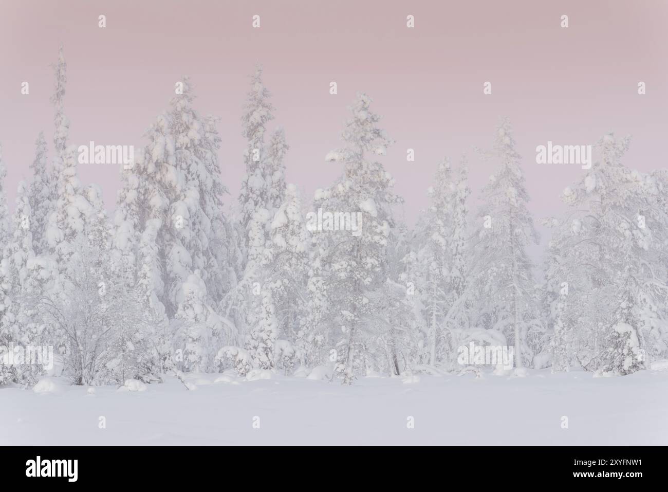 Winter landscape at dusk, Muddus National Park, Laponia World Heritage ...