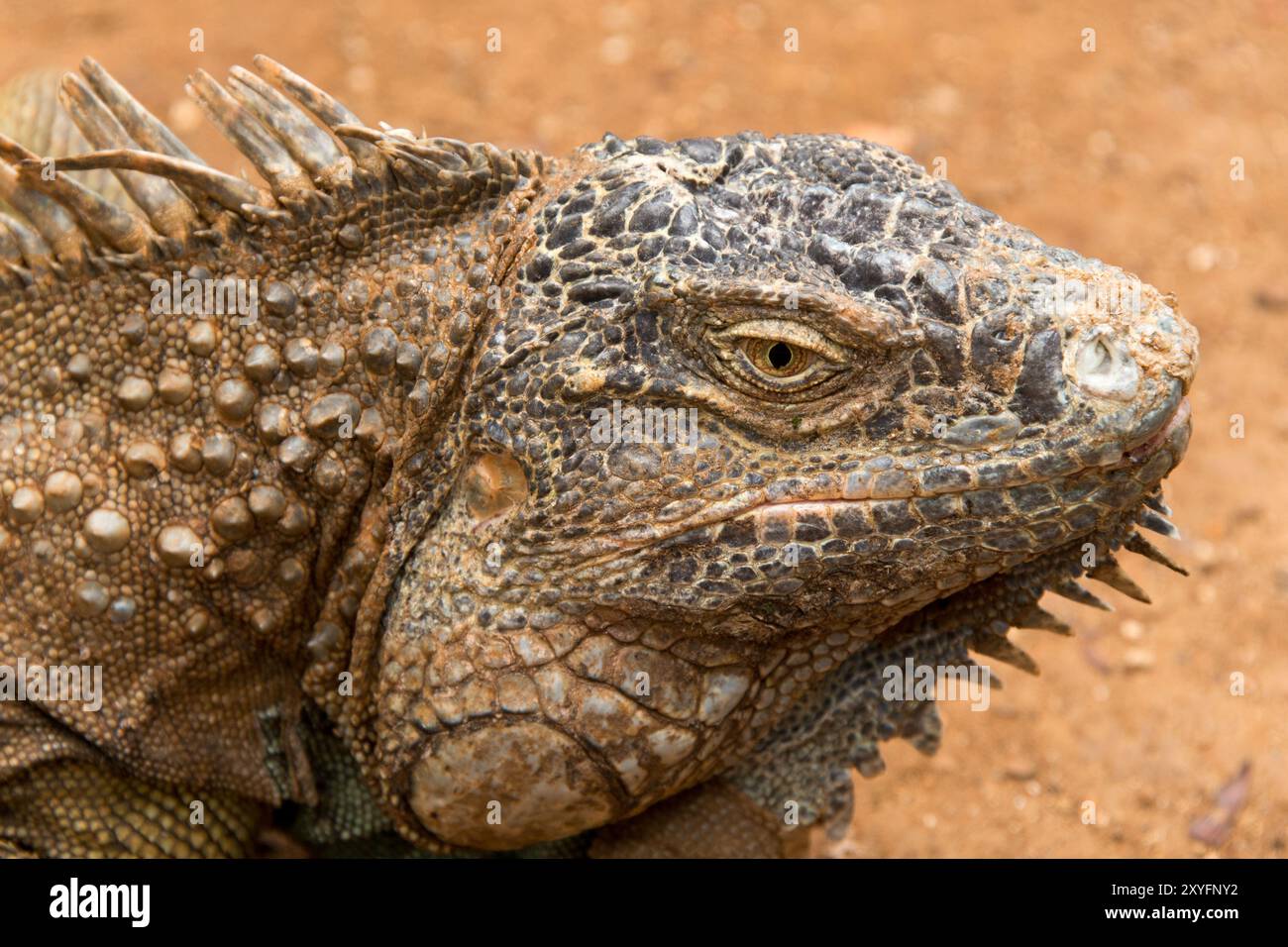 Iguana on Roatan Island, Honduras Stock Photo - Alamy