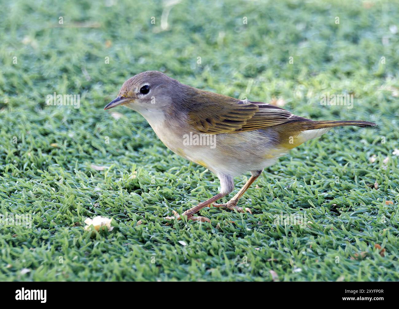 mangrove warbler, Paruline des mangroves, Setophaga petechia aureola ...