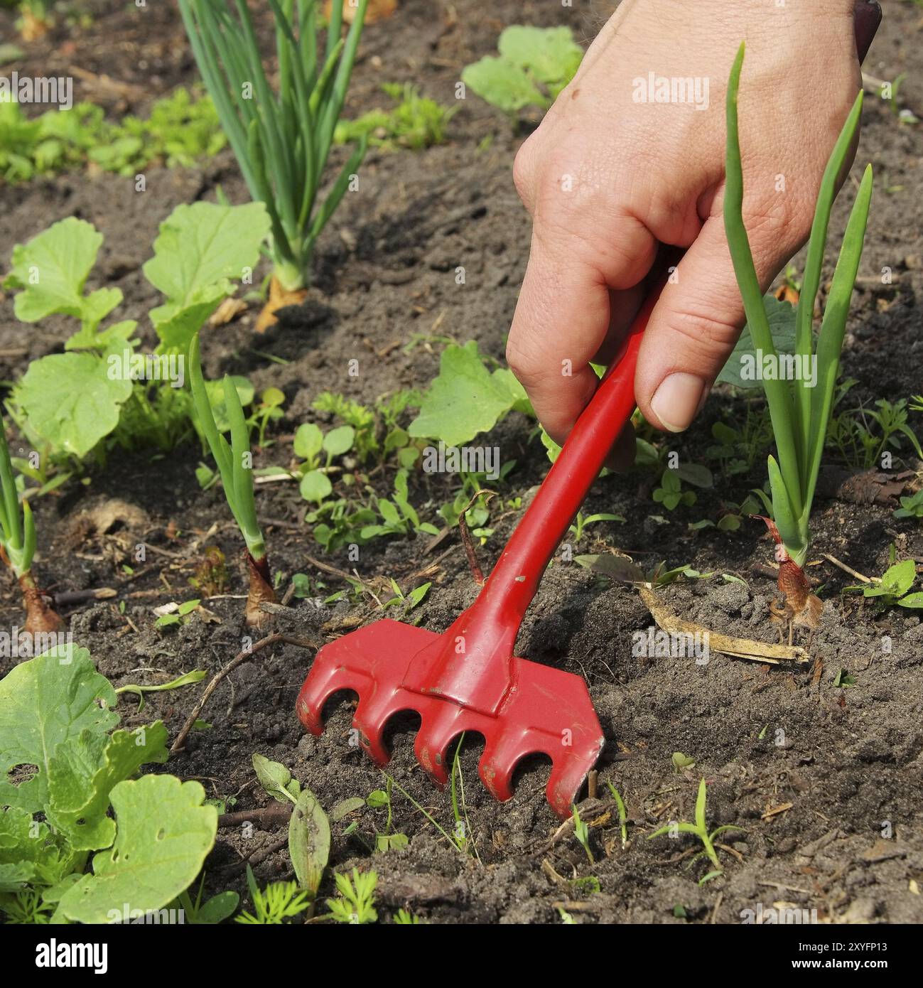 Weeding, pulling up weeds 10 Stock Photo - Alamy