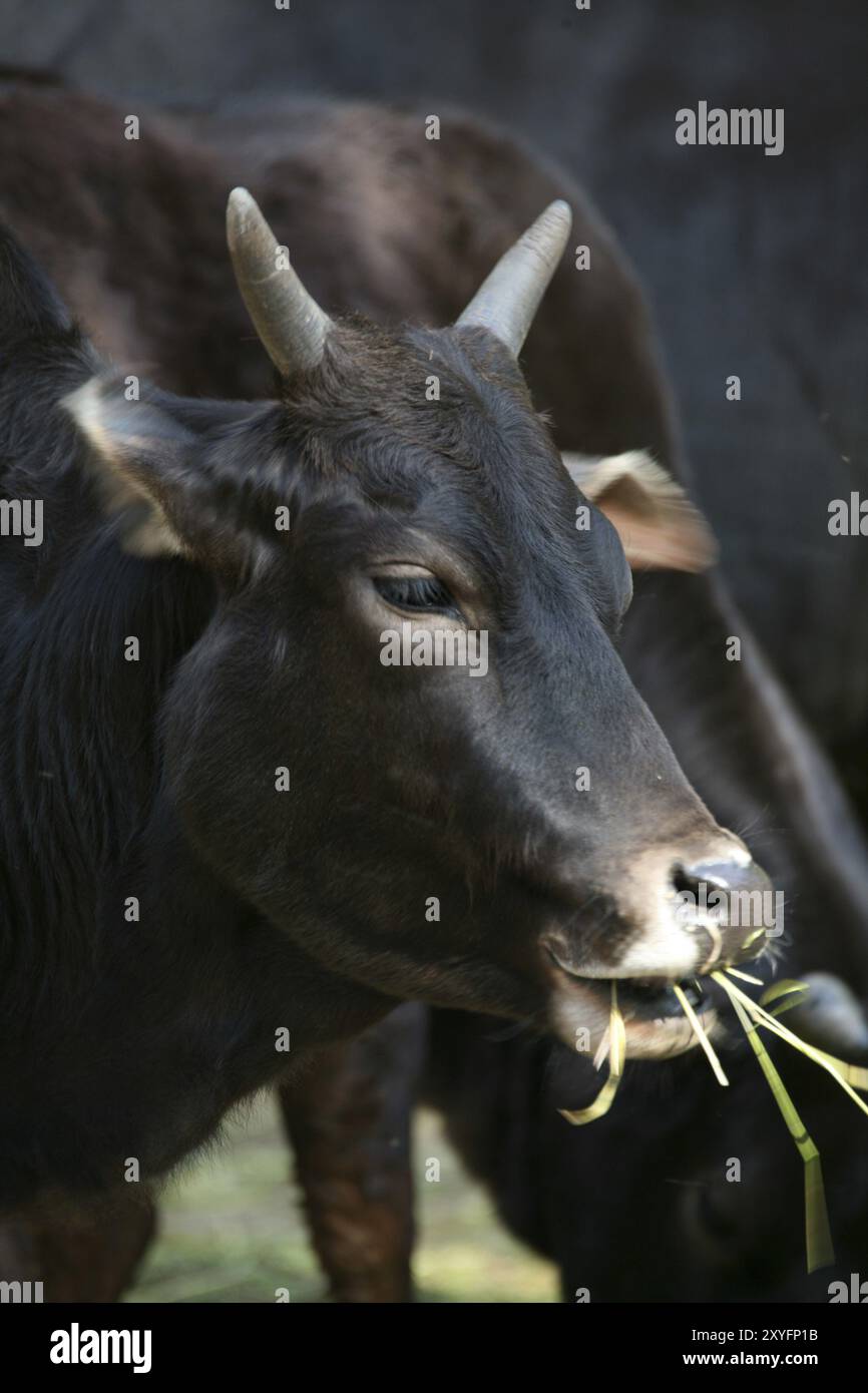 Bos taurus indicus Stock Photo - Alamy