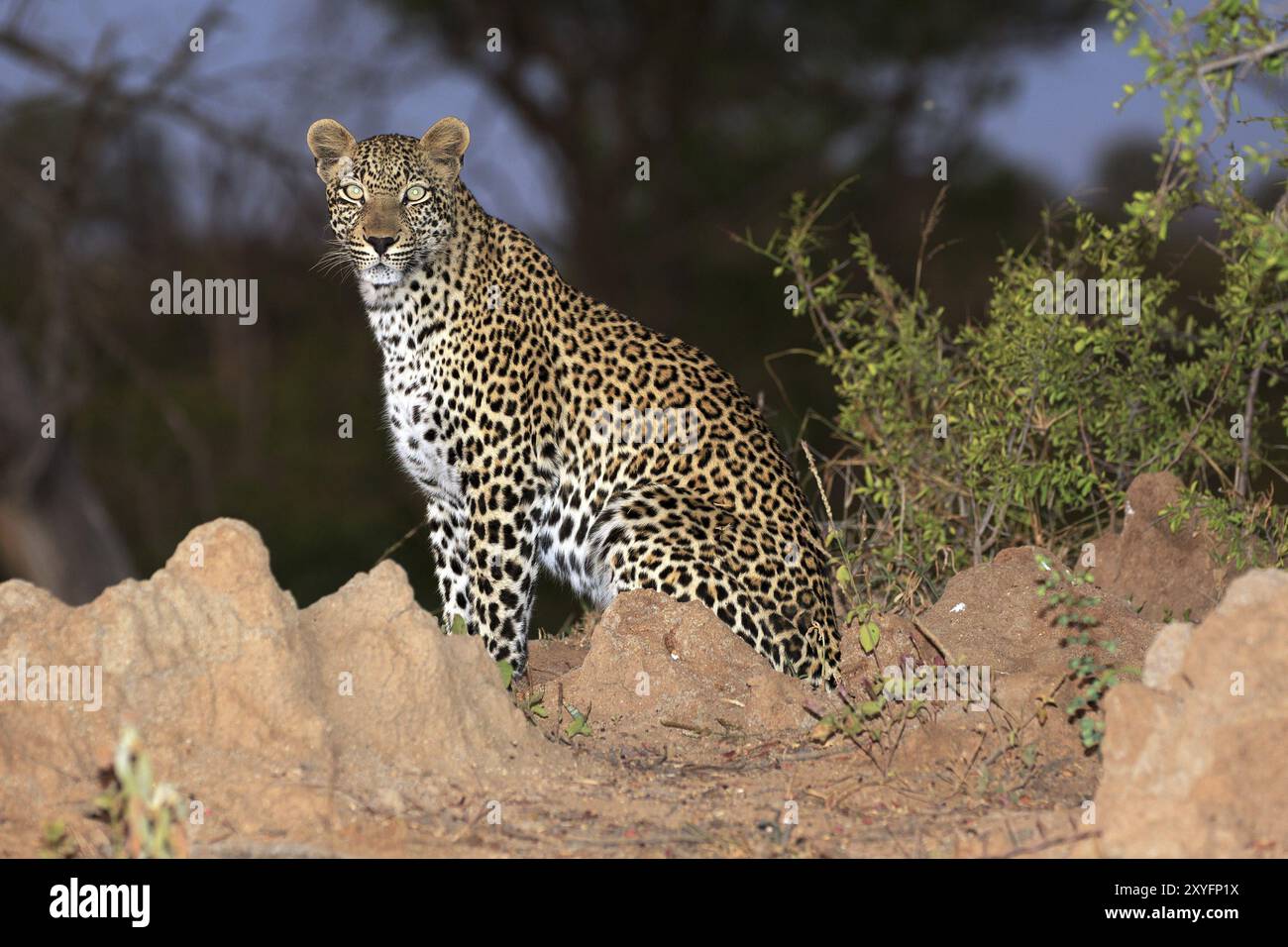 Leopard at night hi-res stock photography and images - Alamy