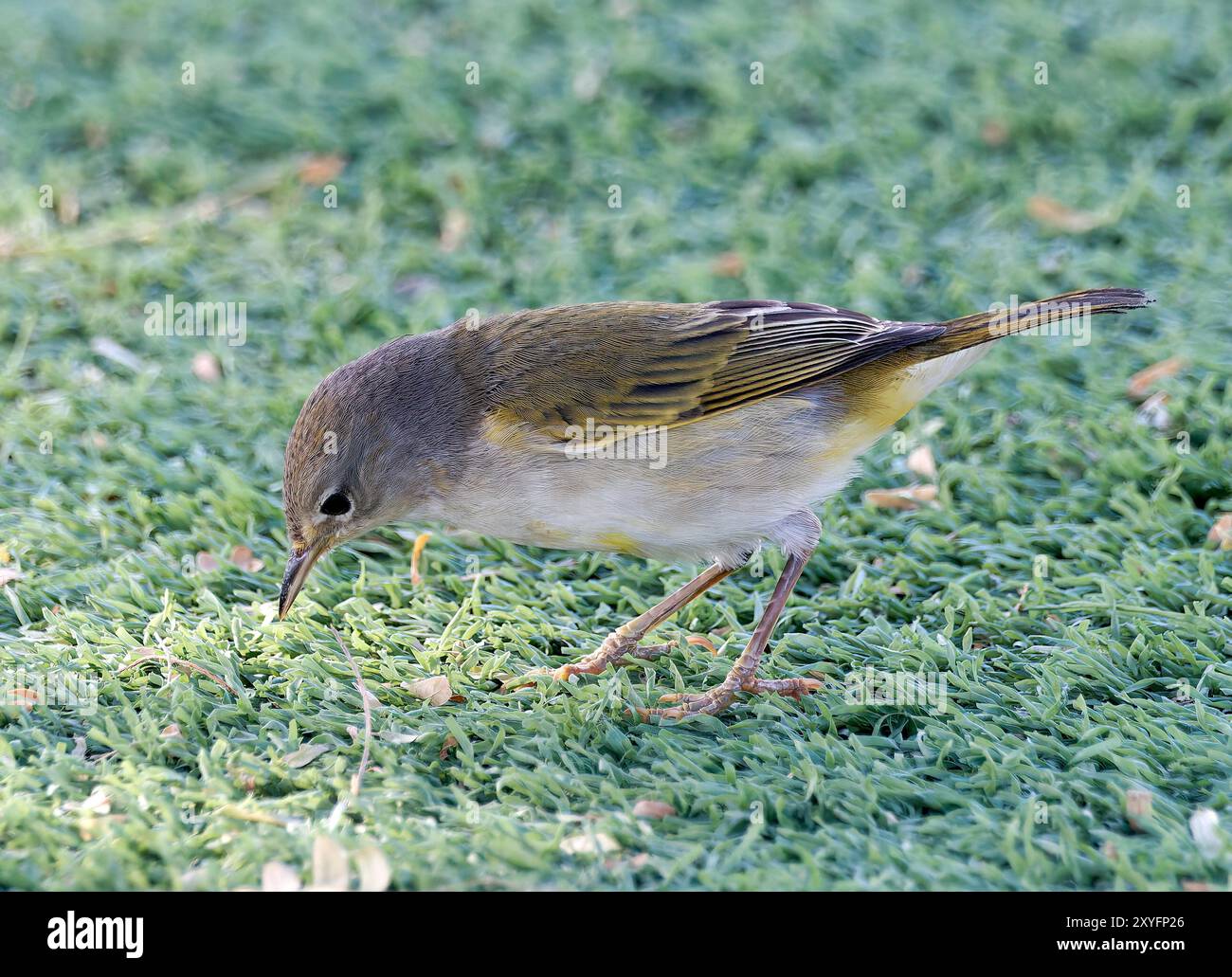 mangrove warbler, Paruline des mangroves, Setophaga petechia aureola ...