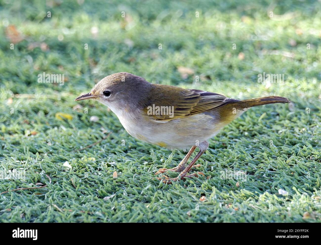 mangrove warbler, Paruline des mangroves, Setophaga petechia aureola ...