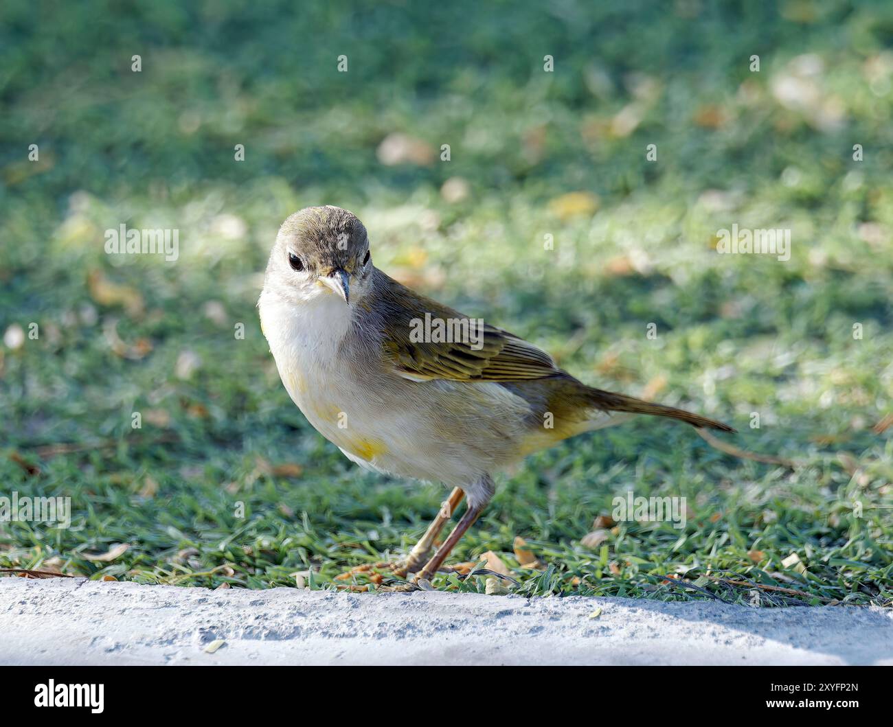 mangrove warbler, Paruline des mangroves, Setophaga petechia aureola ...