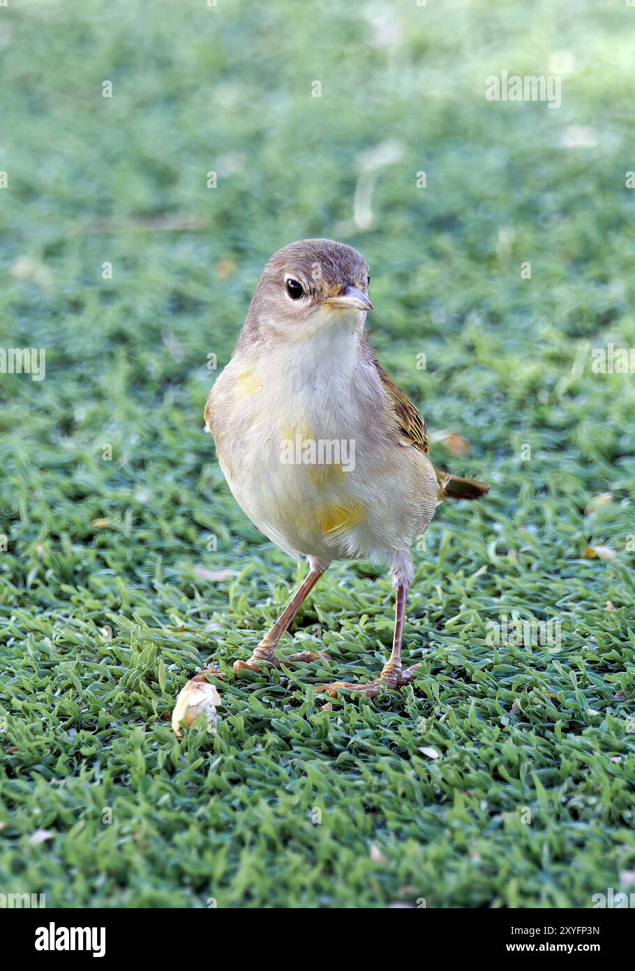 mangrove warbler, Paruline des mangroves, Setophaga petechia aureola ...