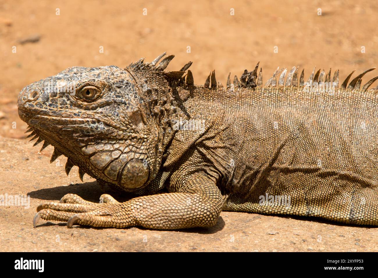 Iguana on Roatan Island, Honduras Stock Photo - Alamy