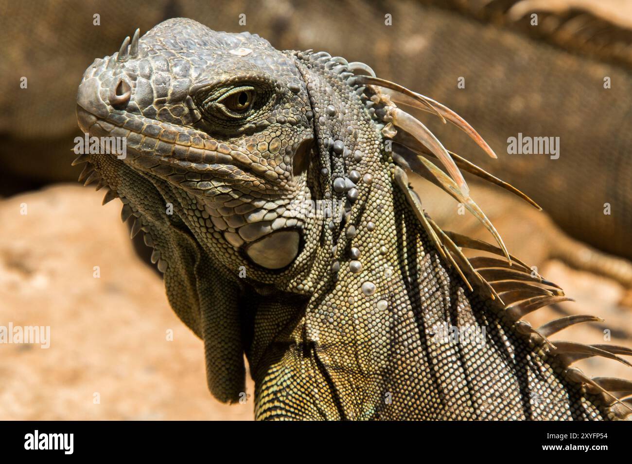 Iguana on Roatan Island, Honduras Stock Photo - Alamy