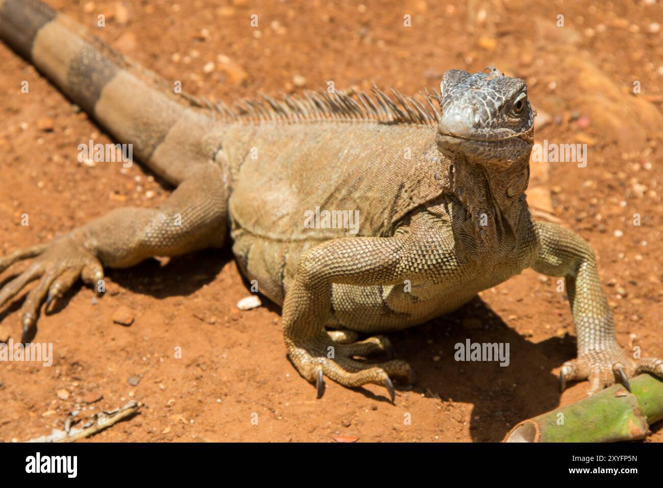 Iguana on Roatan Island, Honduras Stock Photo - Alamy