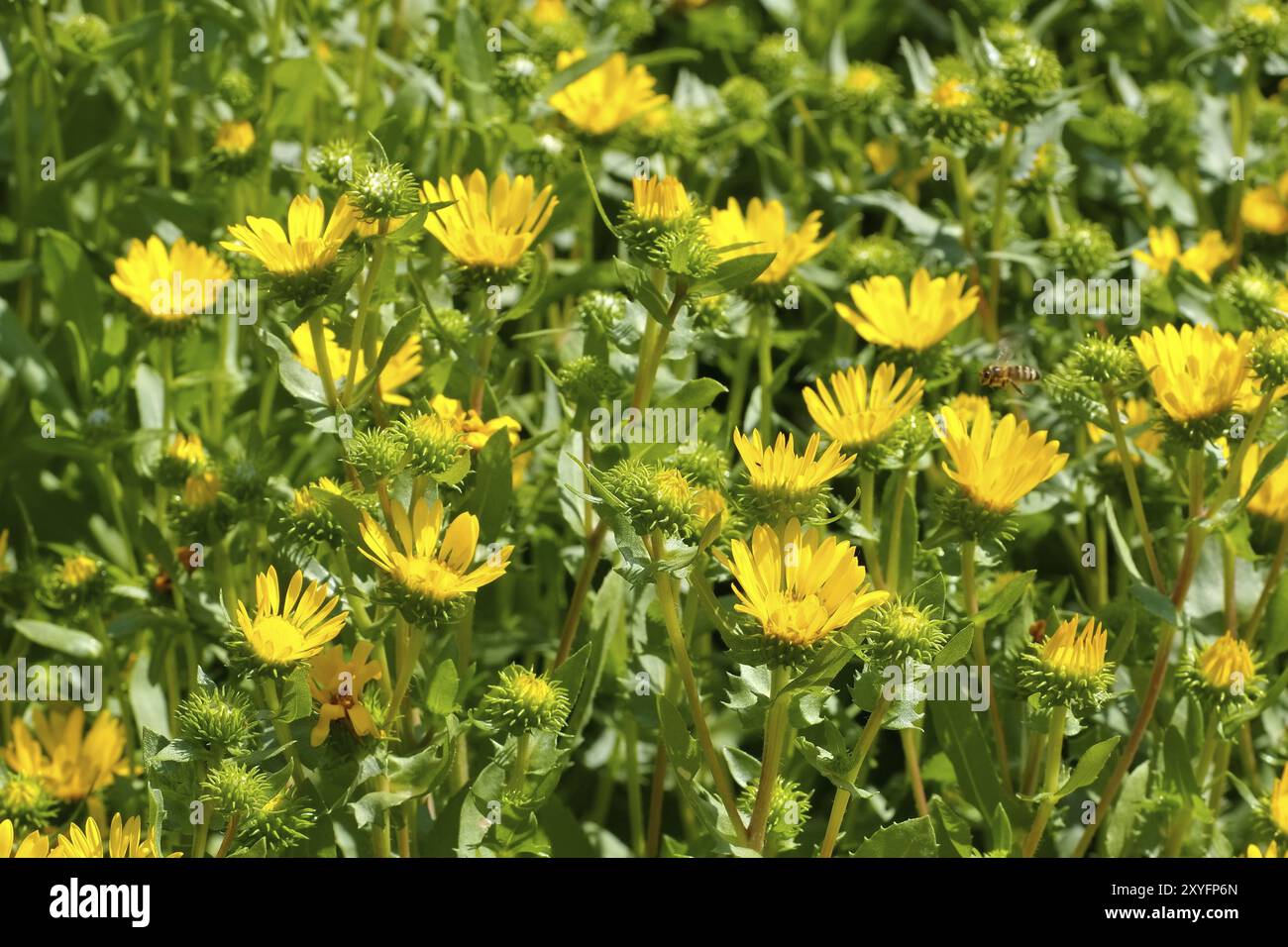 The medicinal plant Grindelia, Grindelia robusta, the herbal plant gumweed Stock Photo - Alamy