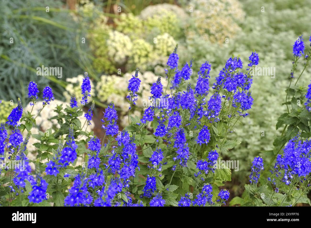 Speedwell, Veronica crinita, Gypsyweed, a blue summer flower Stock ...