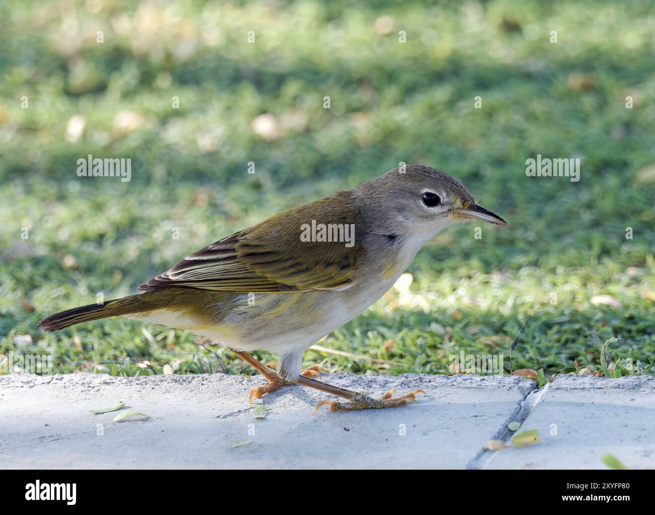 mangrove warbler, Paruline des mangroves, Setophaga petechia aureola ...