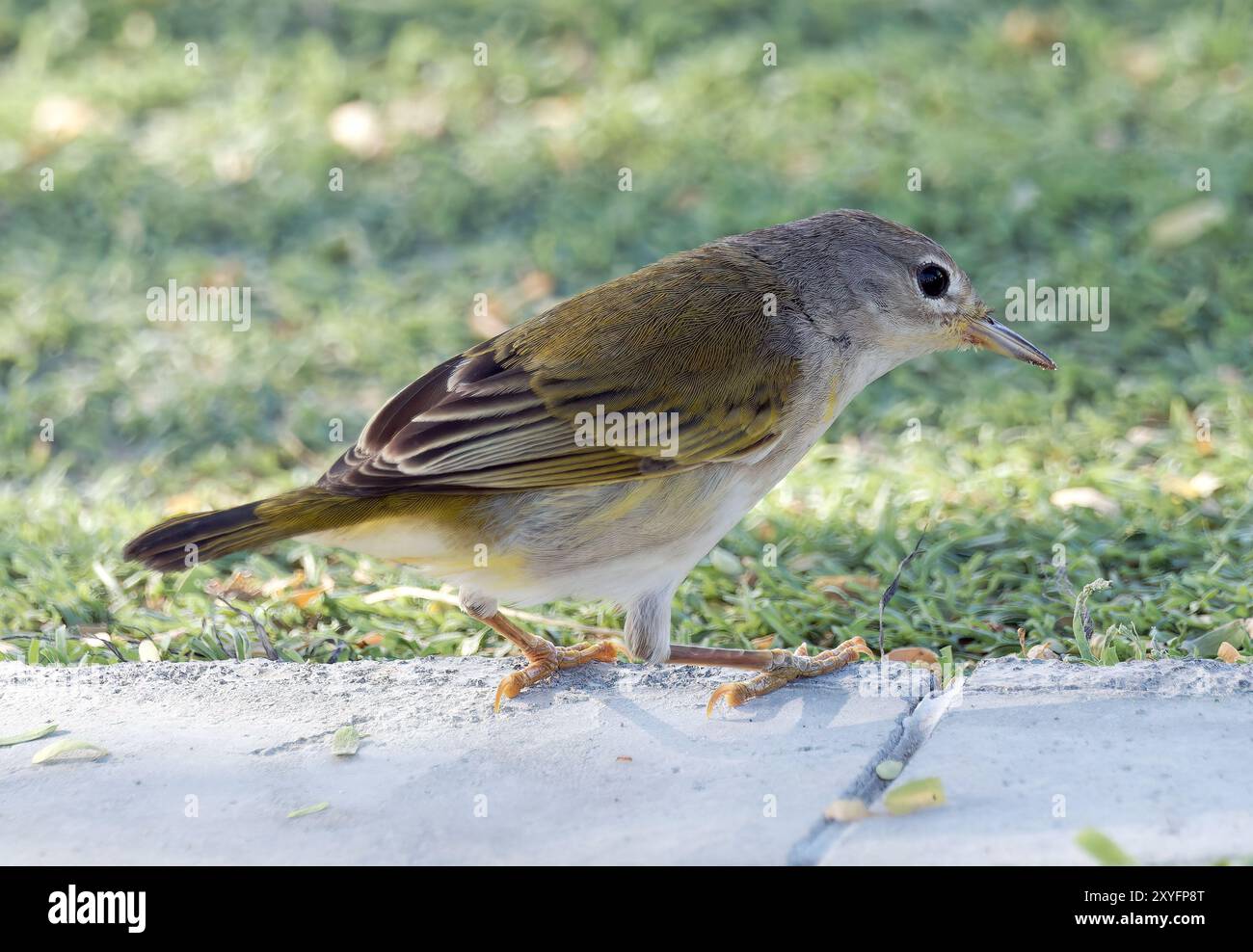 mangrove warbler, Paruline des mangroves, Setophaga petechia aureola ...